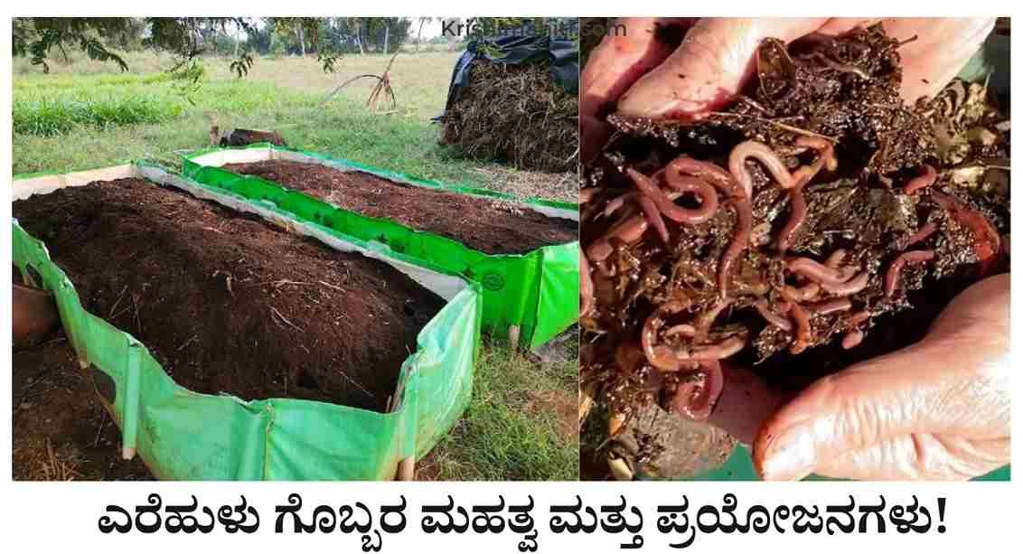 Varmi compost fertilizer-ಎರೆಹುಳು ಗೊಬ್ಬರ ಮಹತ್ವ ಮತ್ತು ಪ್ರಯೋಜನಗಳು ...